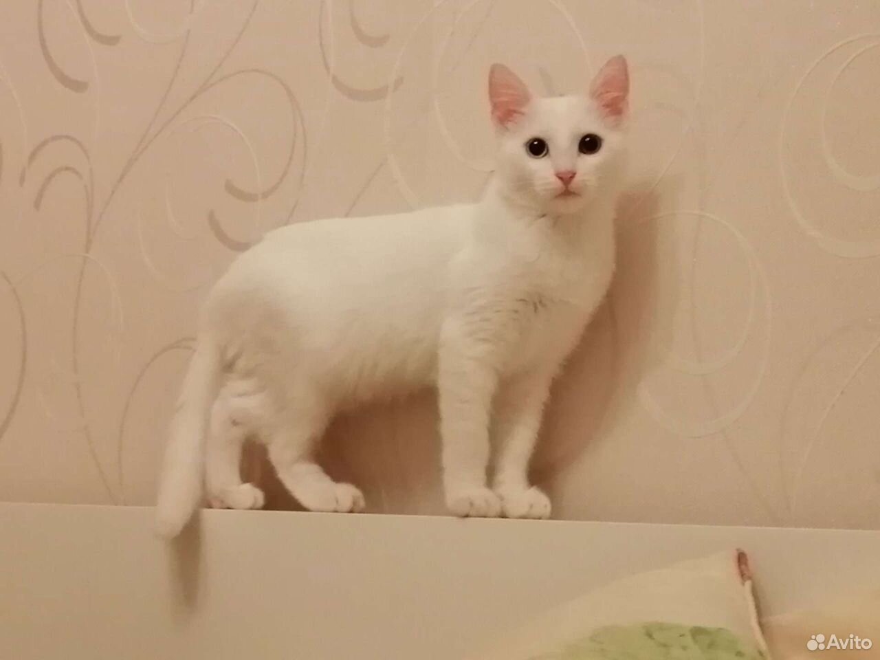 Белый конок девочка в самые добры руки