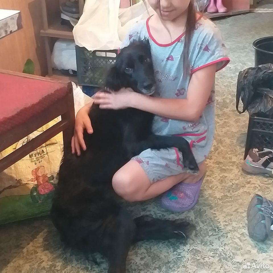 Собака Машенька