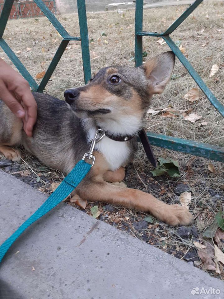 Собака маленькой породы, стерилизована, тойтерьер