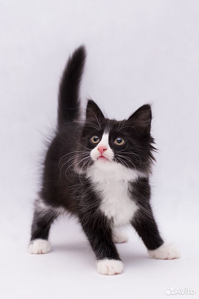 Очаровательная Элька в дар в добрые руки