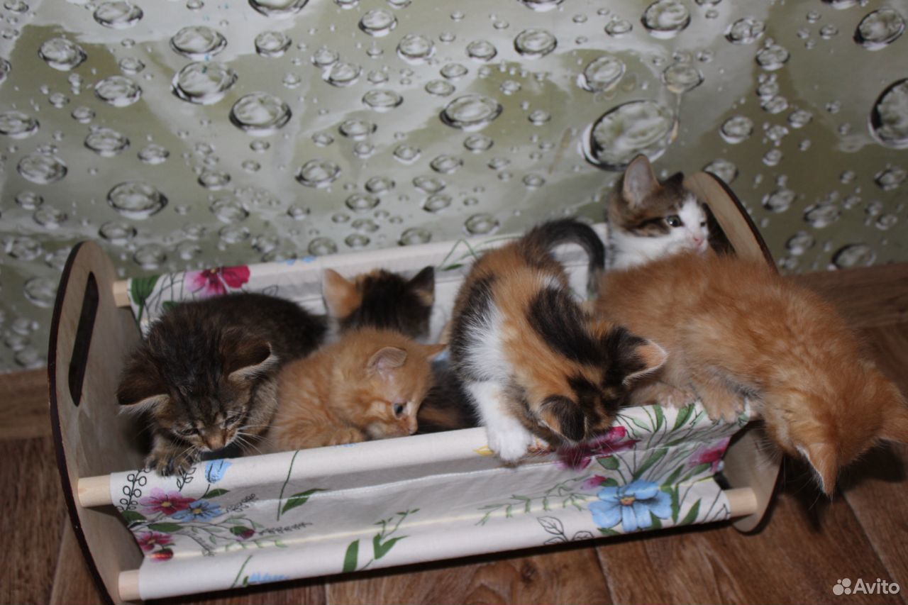 Котята от сибирской кошки