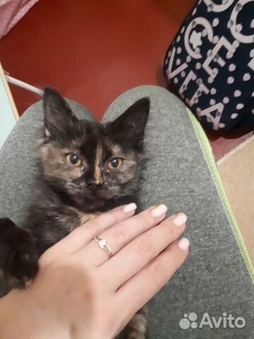 Милая кошечка ищет семью