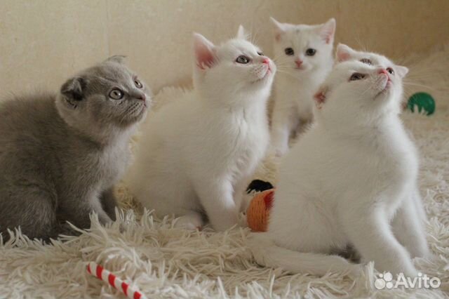 Шотландские котята