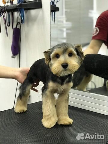 Йоркширский терьер