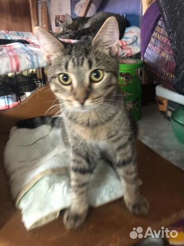 Шустрый котенок Фунт в поисках любящих родителей