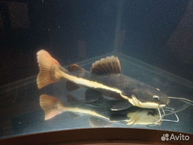 Сом краснохвостый