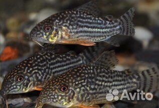 Коридорус Штерба