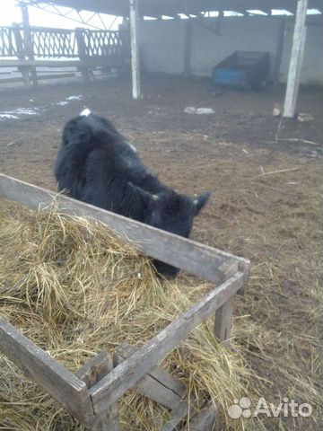 Телочка 8 месяцев