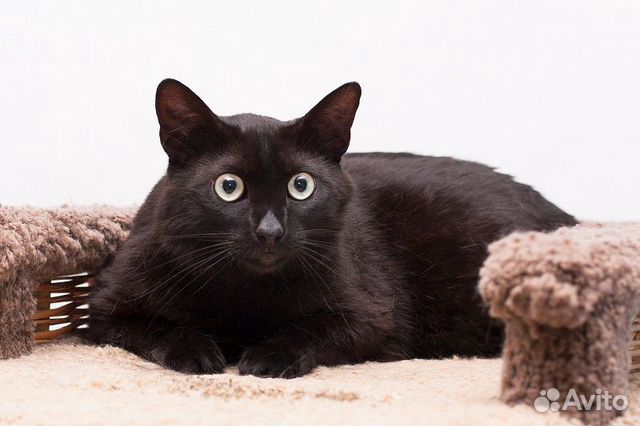 Котик Чип ищет дом В любящие руки