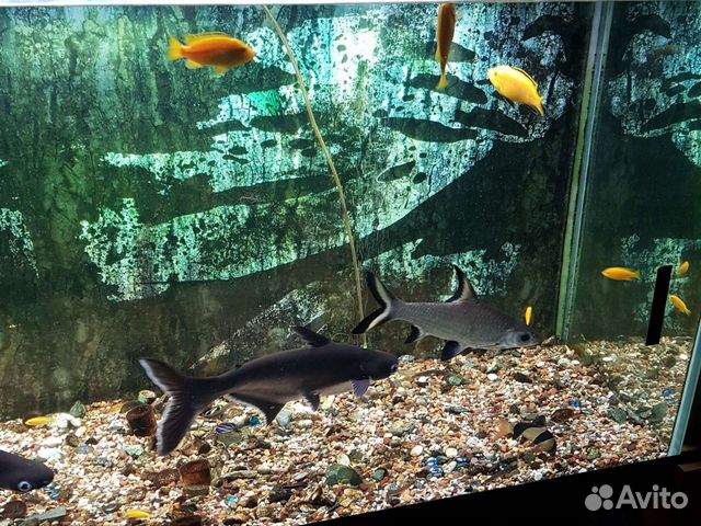 Аквариумные рыбки