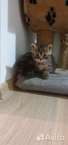 Шотландский мальчик