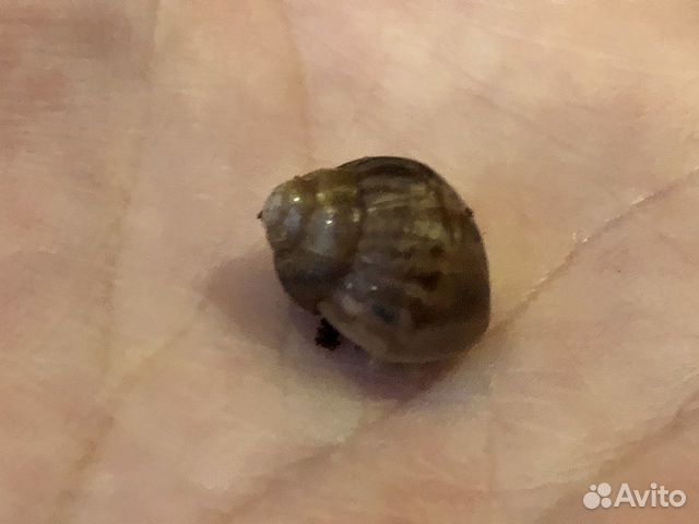 Детки улиток Ахитины