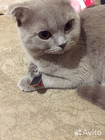 Британский кот вязка