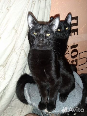 Котята-космос в самые добрые руки