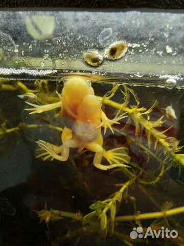 Лягушата шпорцевой лягушки