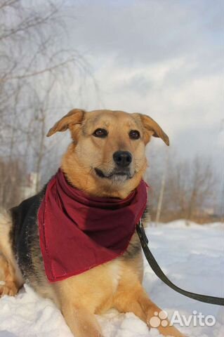 Очень нежная собака Шелли из приюта