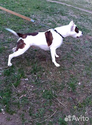 Щенки Стаффордширский терьер