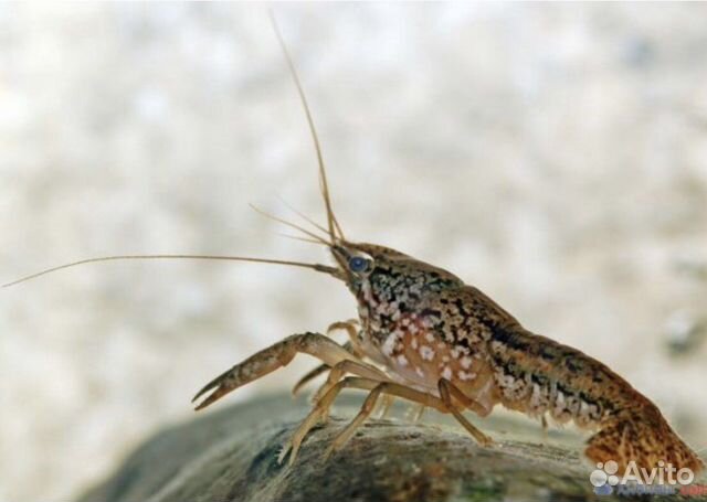 Мраморный рак