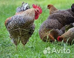 Куры белефельдер