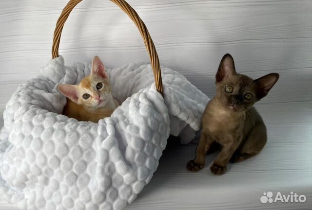 Высокопородные бурманские котята