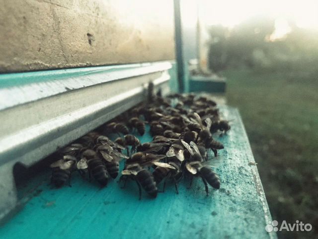 Пчёлы