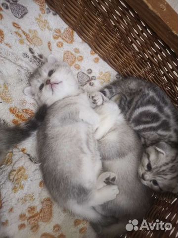 Плюшевые малышки и малыш