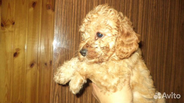 Мальчик миниатюрный пуделек