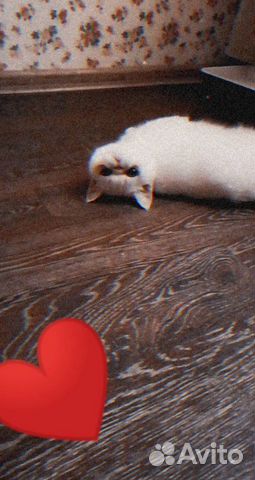 Кошка на вязку. Экзотическая короткошерстная