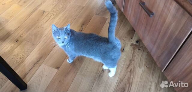 Кот Барсик в хорошие руки