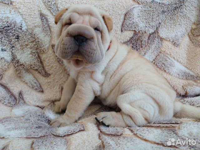 Белый Мотылек