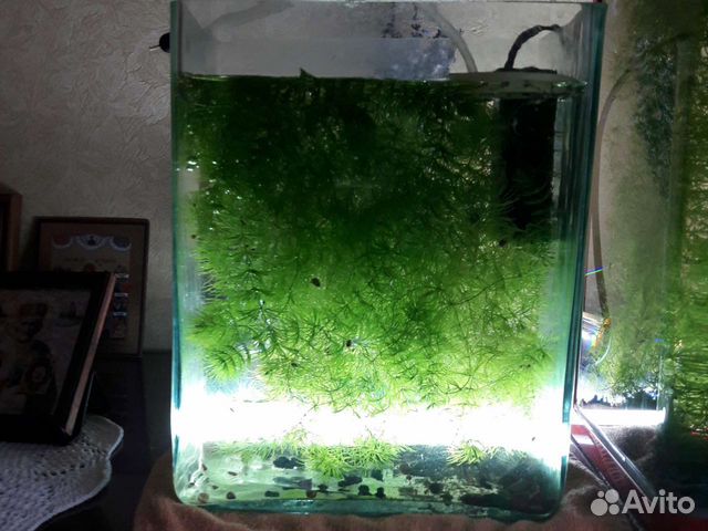 Водоросли для аквариума