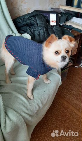 Маленькая собачка в дар