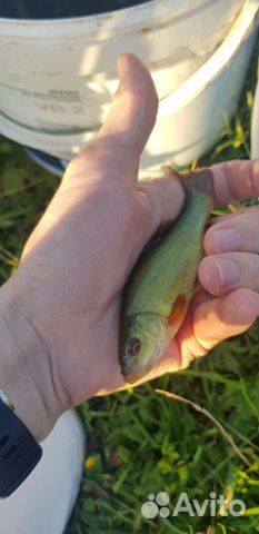 Рыба для зарыбления (Линь, Карп, Амур и т.д.)