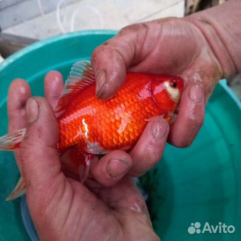 Декоративная рыба Комета для пруда