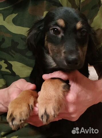 Отдам в добрые руки