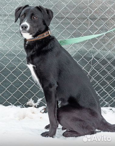 Счастье по имени Диана