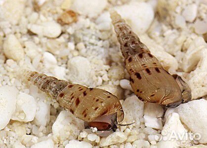 Улитка мелания аквариумная