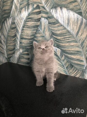 Британские котята
