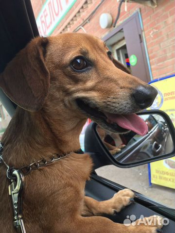 Такса для вязки