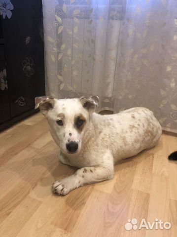 Коротколапик девочка щенок