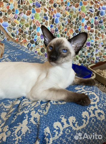 Нукке - «котенок Гав»