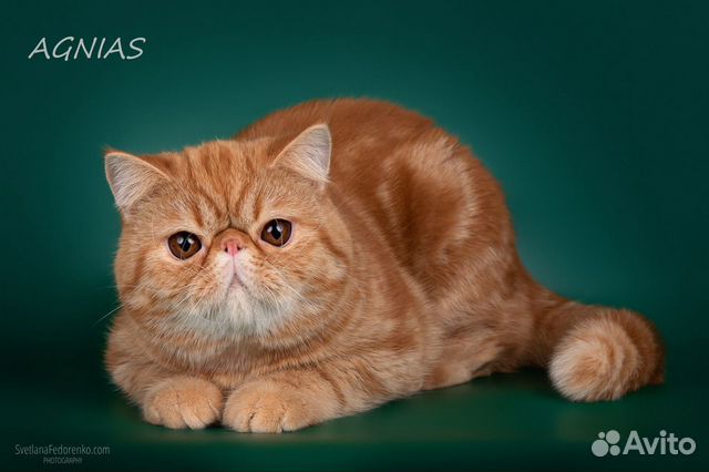 Милые котята экзотической породы