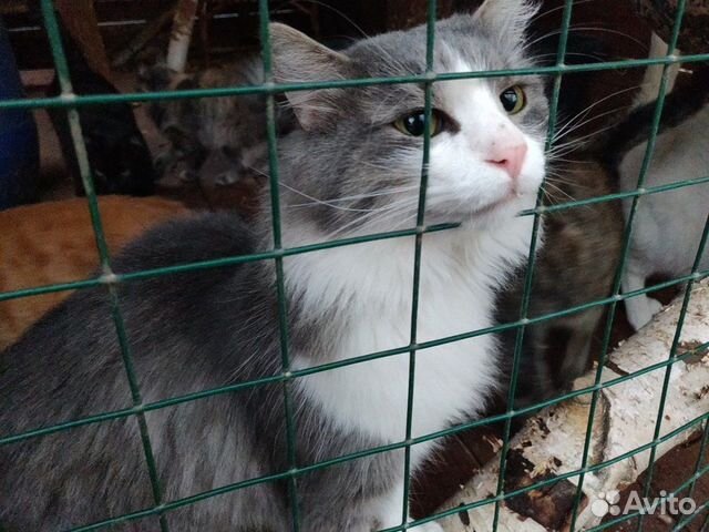 Кот Красавчик из приюта