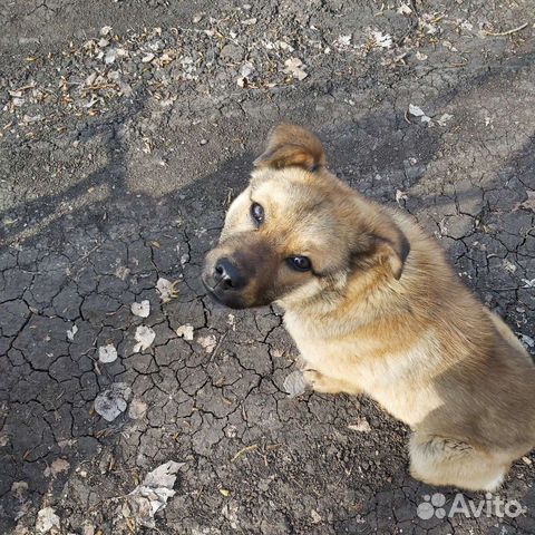 Щенок в добрые руки