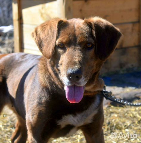 Собака Шера 2 года
