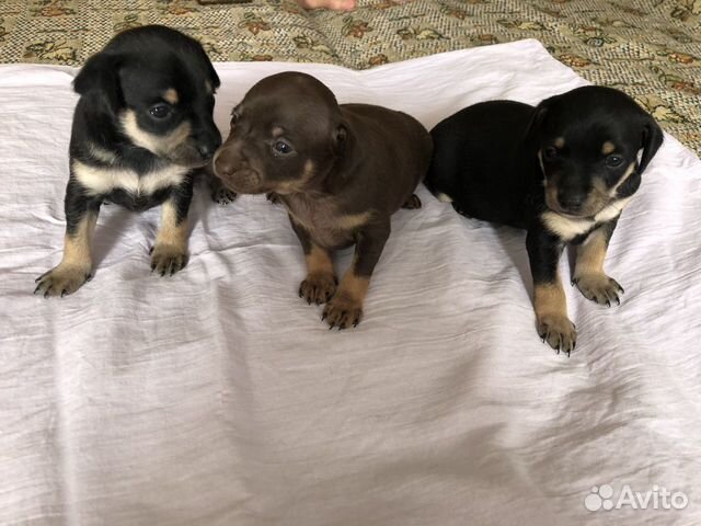 Той-терьер. Родились 3 апреля 2021 года.Три мальчи