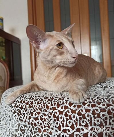 Ориентальный кот