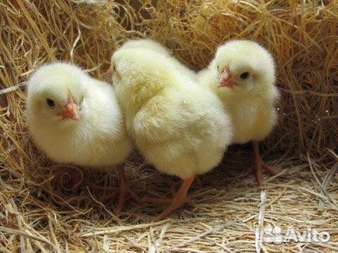 Цыплята несушки Декабл Уайт