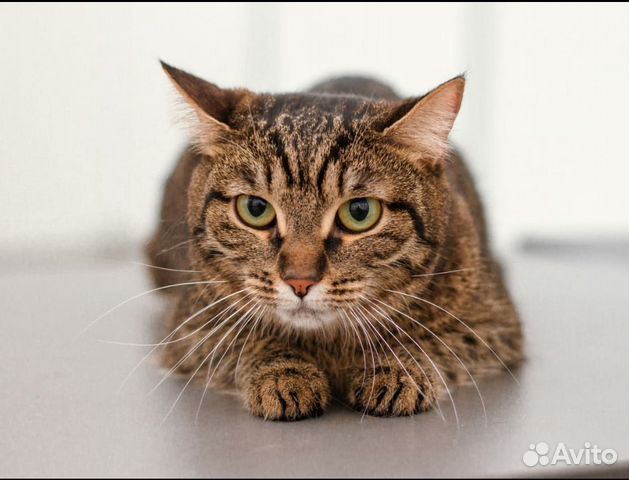 Кошки сестрички