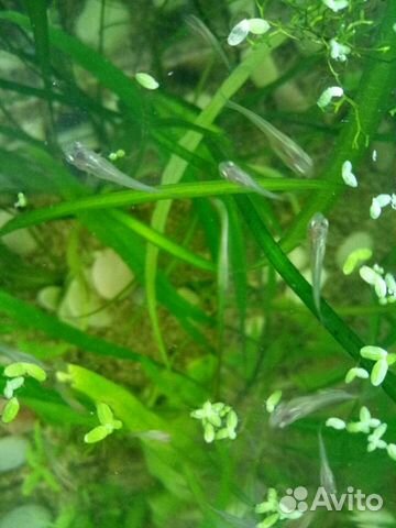 Рыбки гуппи, мальки